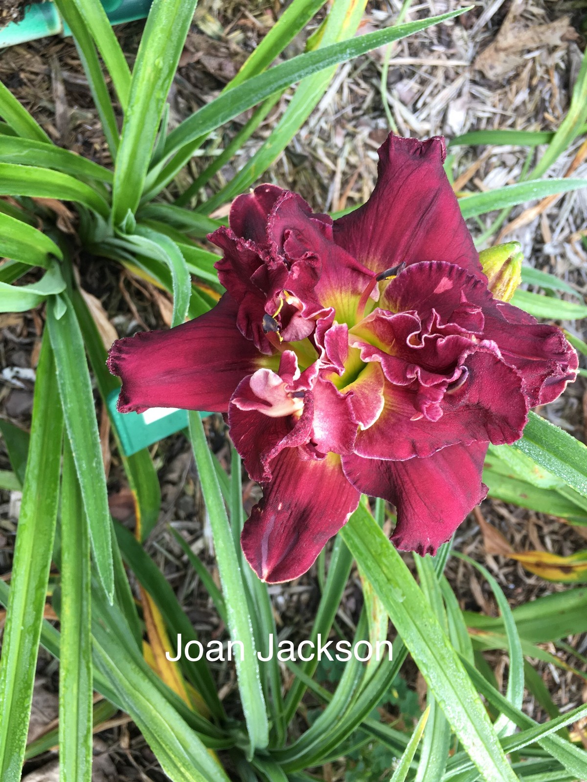 Joan Jackson Daylily | Kenny