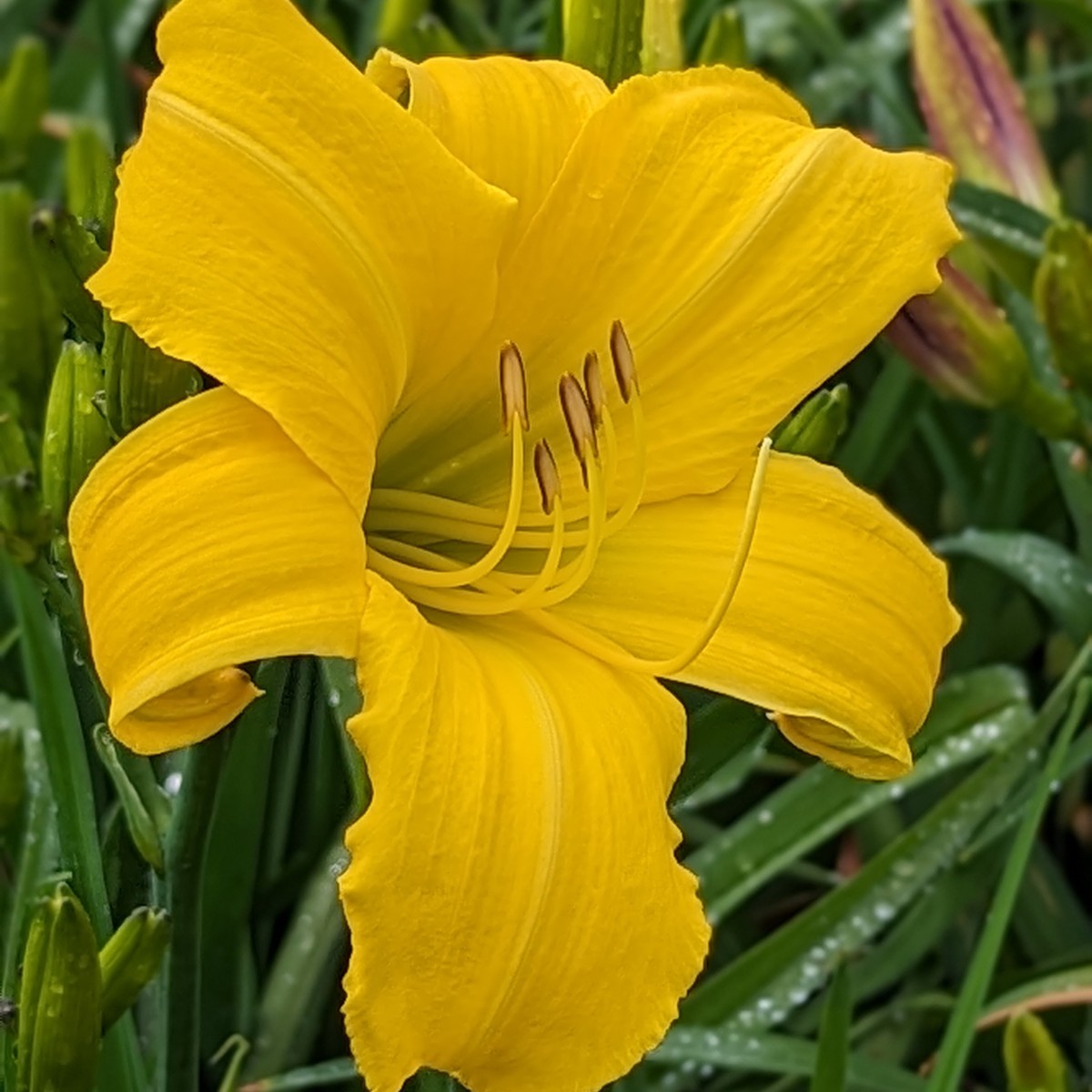 Chicago Star Daylily | Haley_Springs_Farm