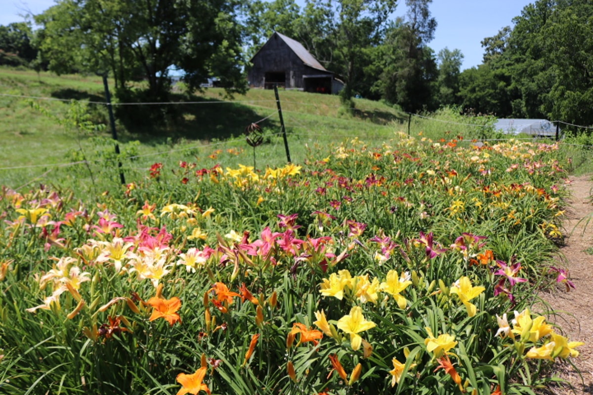 Haley_Springs_Farm | Daylily Catalog